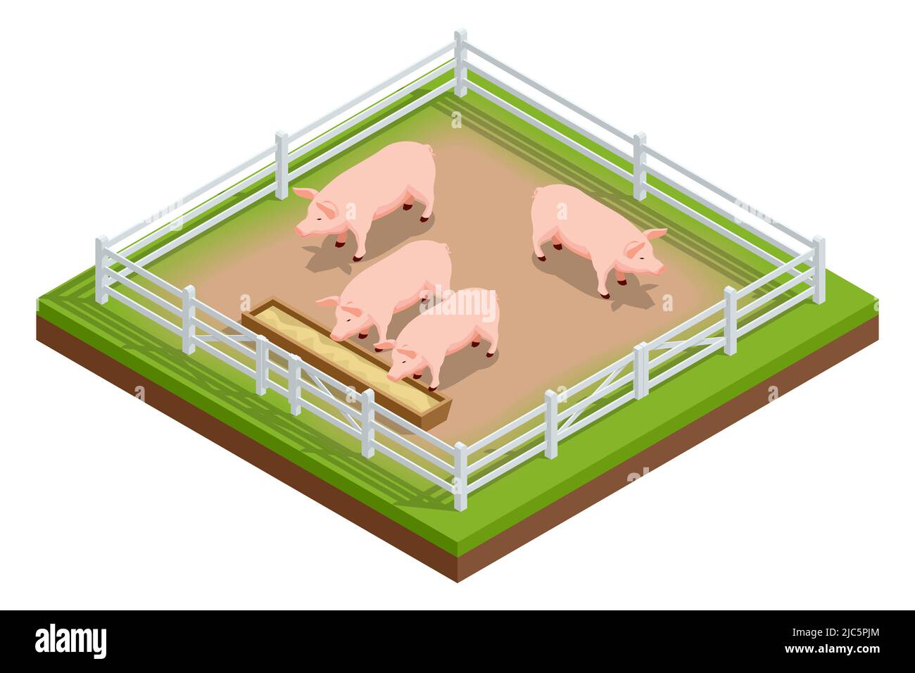 Isometric pink growing piglets grazing on rural pig farm. Pig farm ...