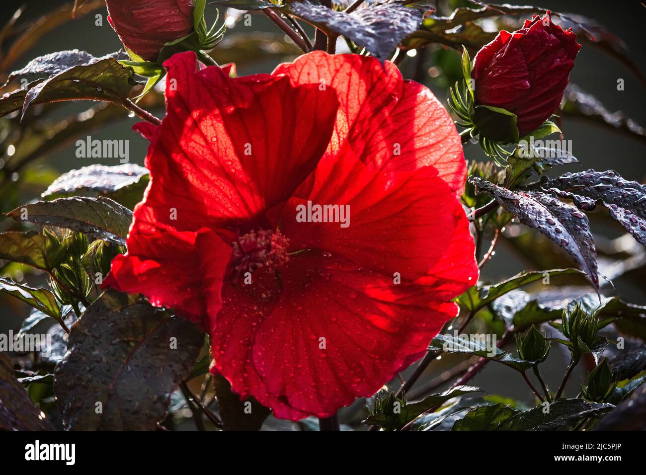 Haiti national flower hi-res stock photography and images - Alamy