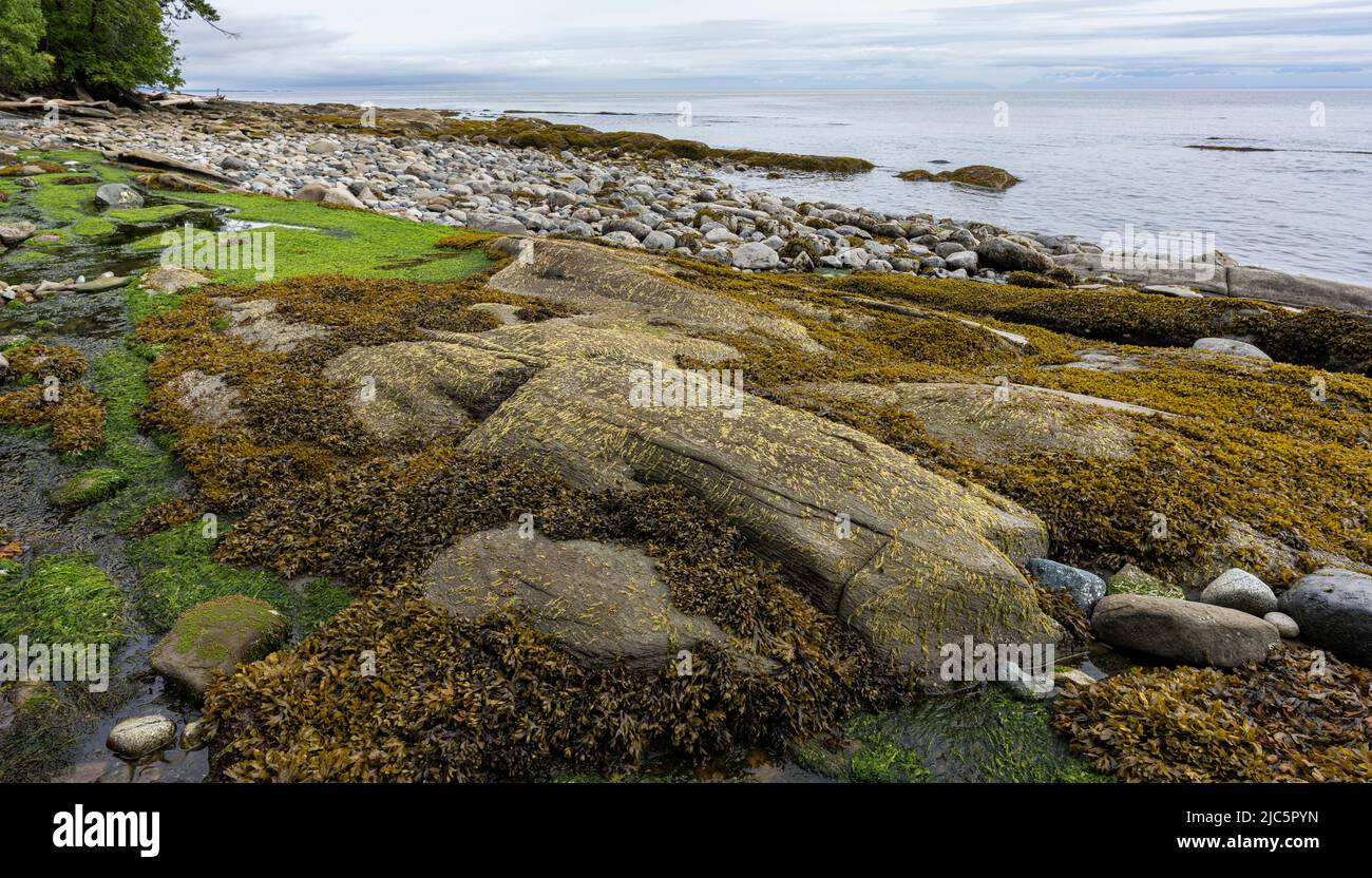Slimy aquatic plants on a rocky beach at Shore Access Point 50 on ...