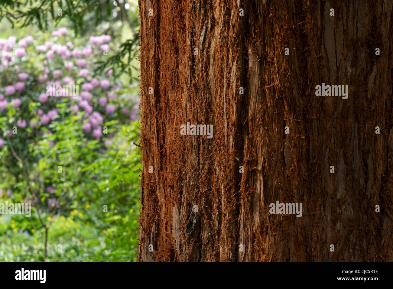 Bark on the trunk of a coast redwood (Sequoia sempervirens) tree at ...