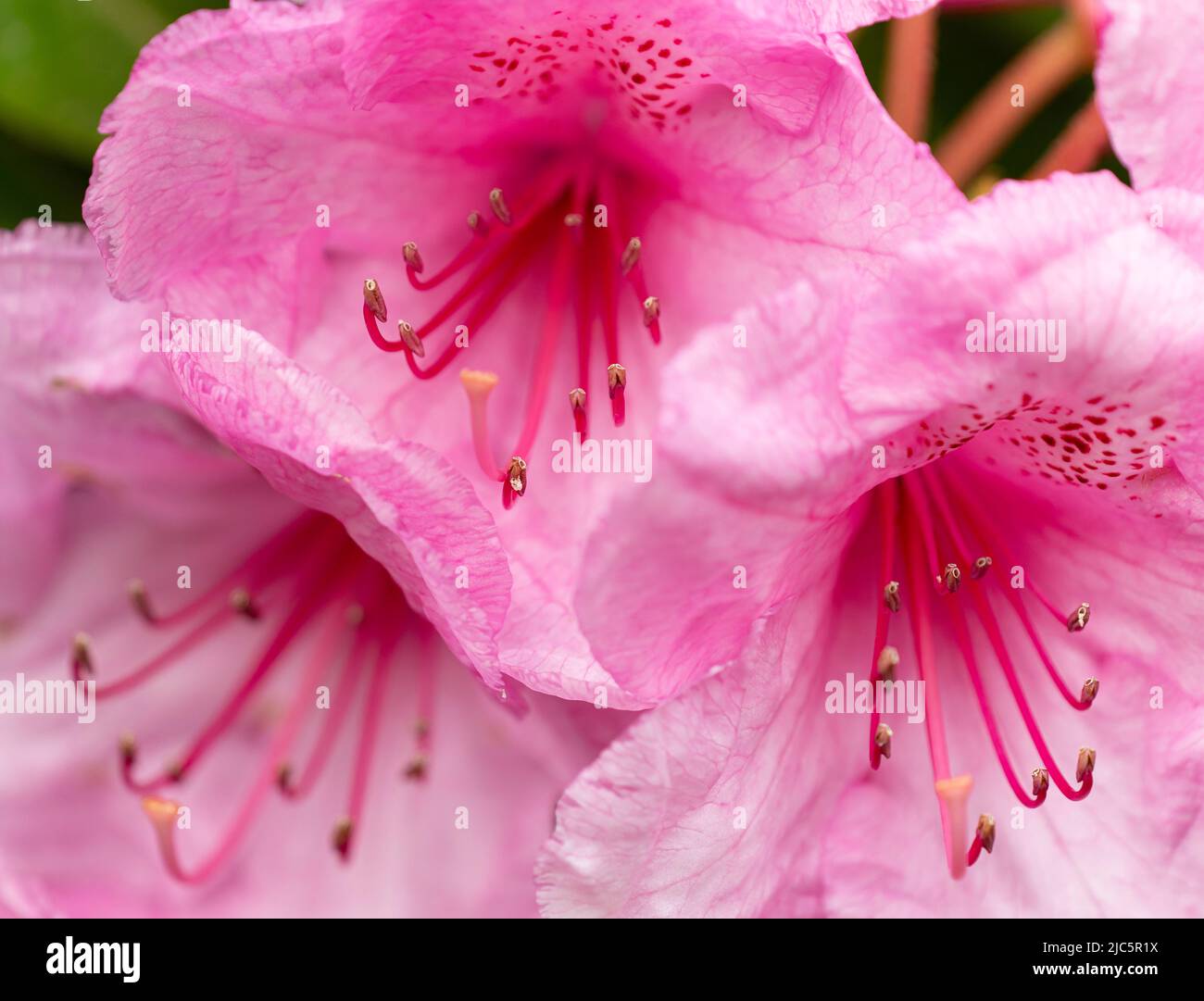 Pink flowers at Finnerty Gardens at the University of Victoria in ...