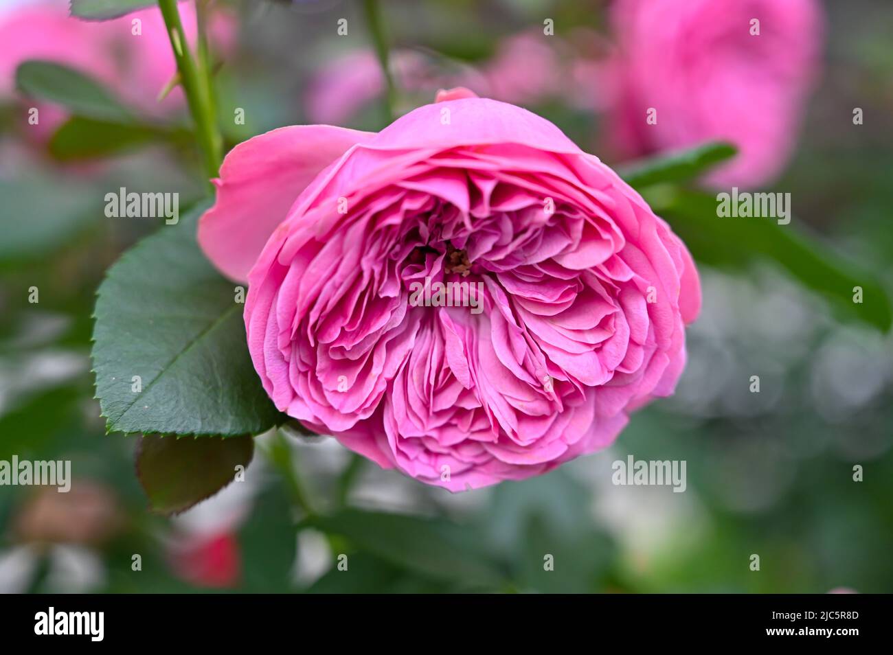 Hybrid rose hi-res stock photography and images - Alamy