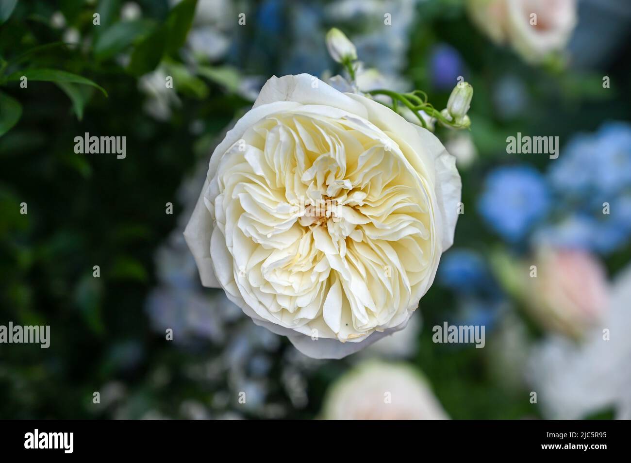 White Hybrid Rose Flower blooming in Garden Stock Photo - Alamy