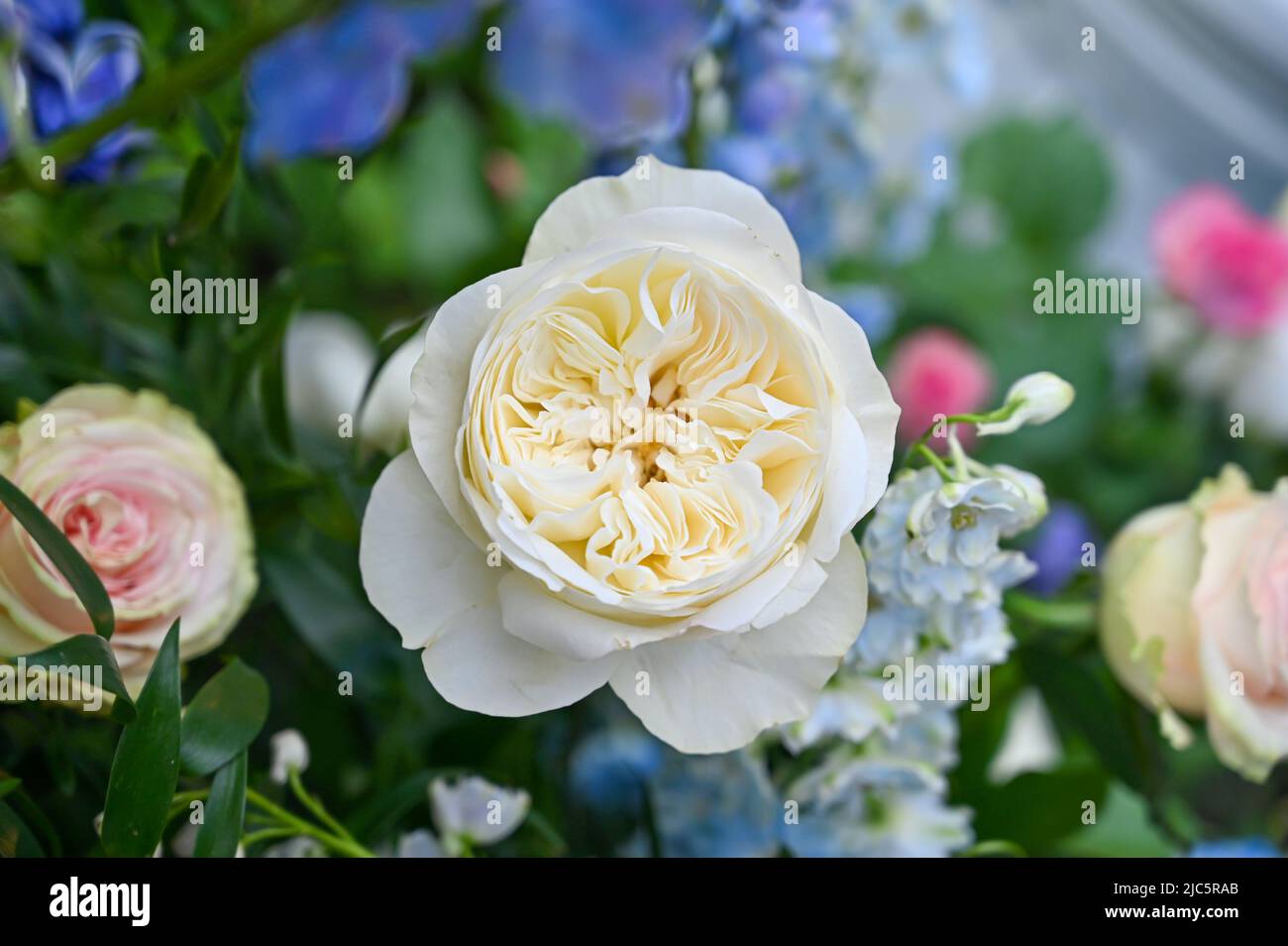 Rose flowers plant exotic background hi-res stock photography and ...