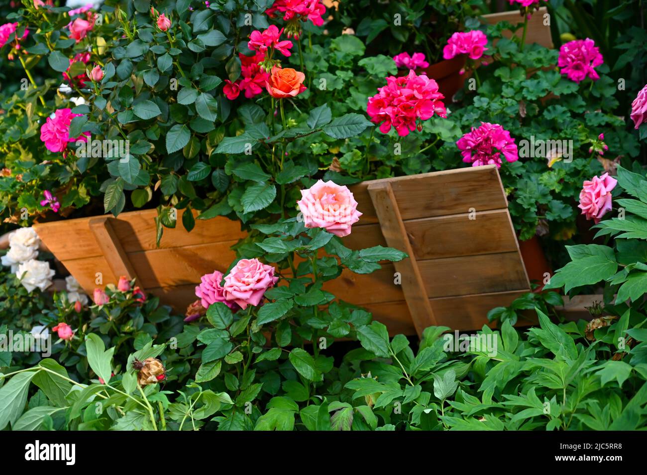 Beautiful Pink Rose Flowers blooming in Garden Stock Photo - Alamy