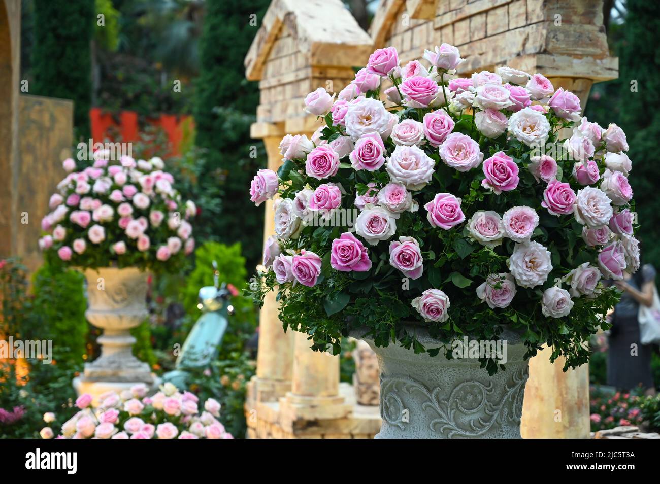 Beautiful pink rose flowers hi-res stock photography and images - Alamy