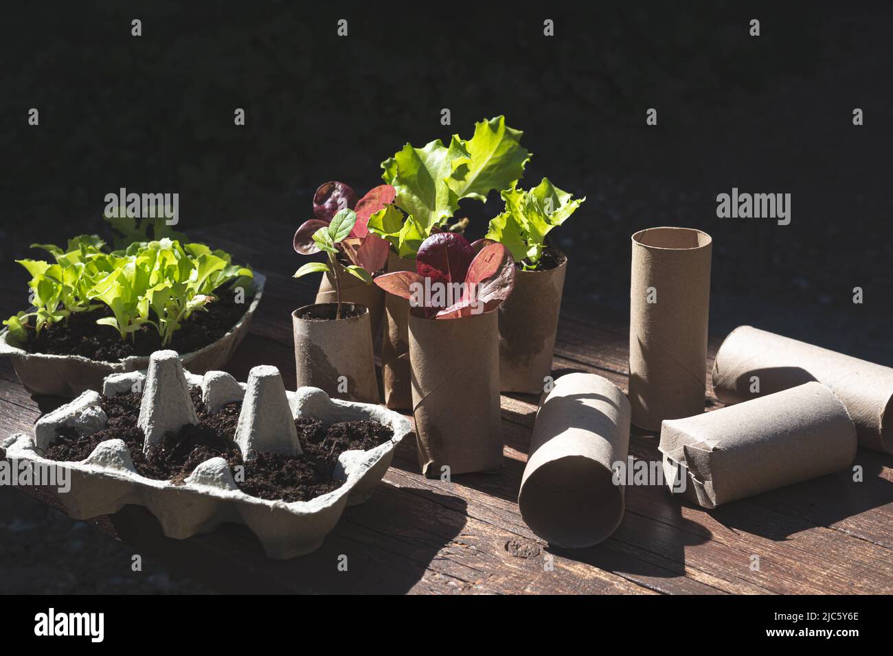 Seedlings in reused egg boxes and biodegradable pots made of toilet ...