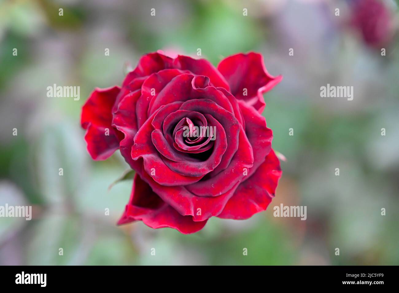 Beautiful blooming red rose flowers in the garden in hi-res stock ...
