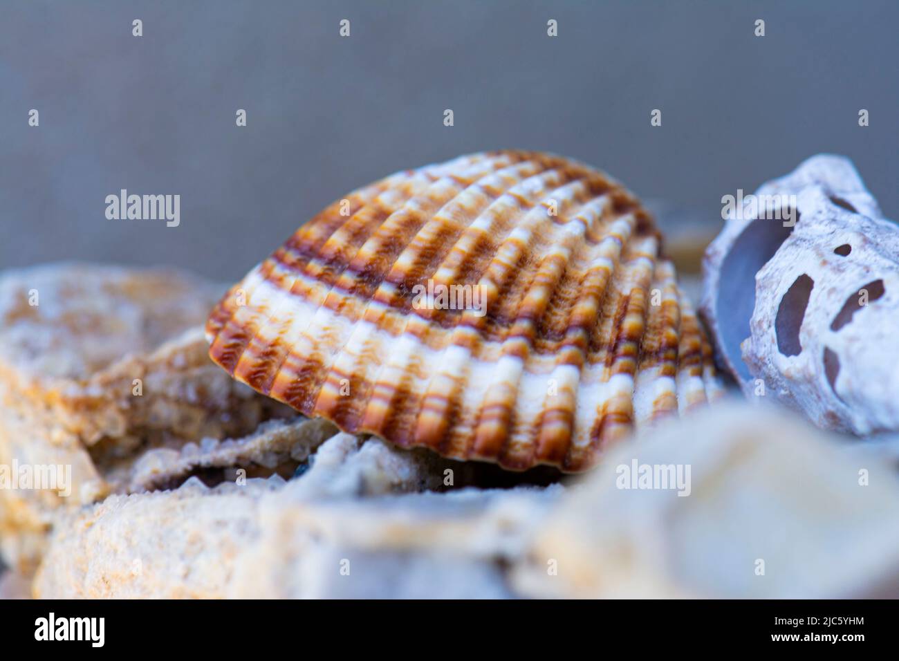 Marine texture photography hi-res stock photography and images - Alamy