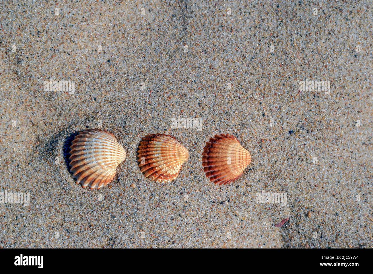Three seashells lined up in a row on the beach sand in Poland Stock ...