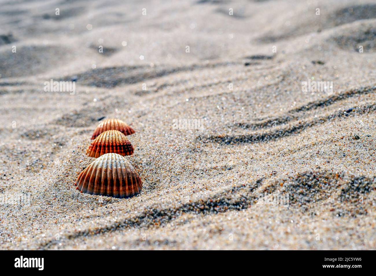Three seashells hi-res stock photography and images - Alamy