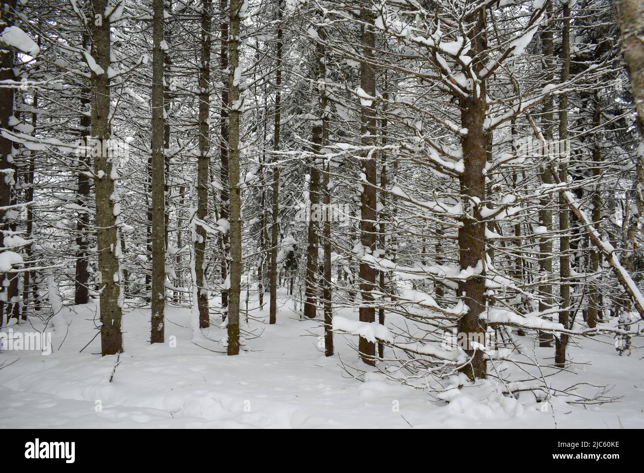 A snowy forest, Sainte-Apolline, Quebec, Canada Stock Photo - Alamy