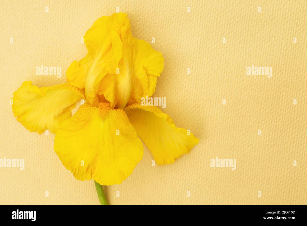 Beautiful large cute iris with copy space for design Stock Photo - Alamy