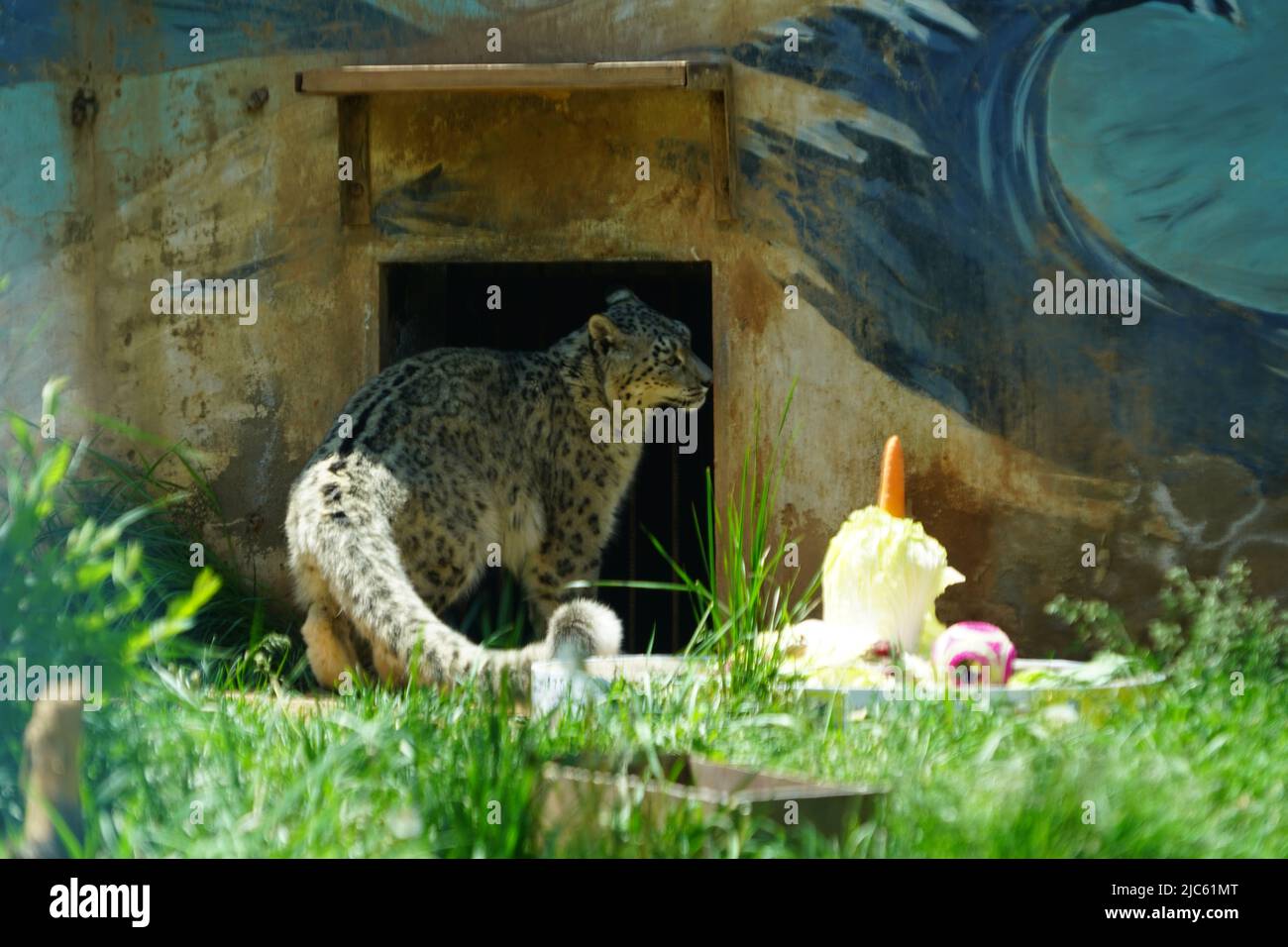 Xining. 10th June, 2022. China's oldest existing artificially-bred snow leopard "Ao Xue" is ...