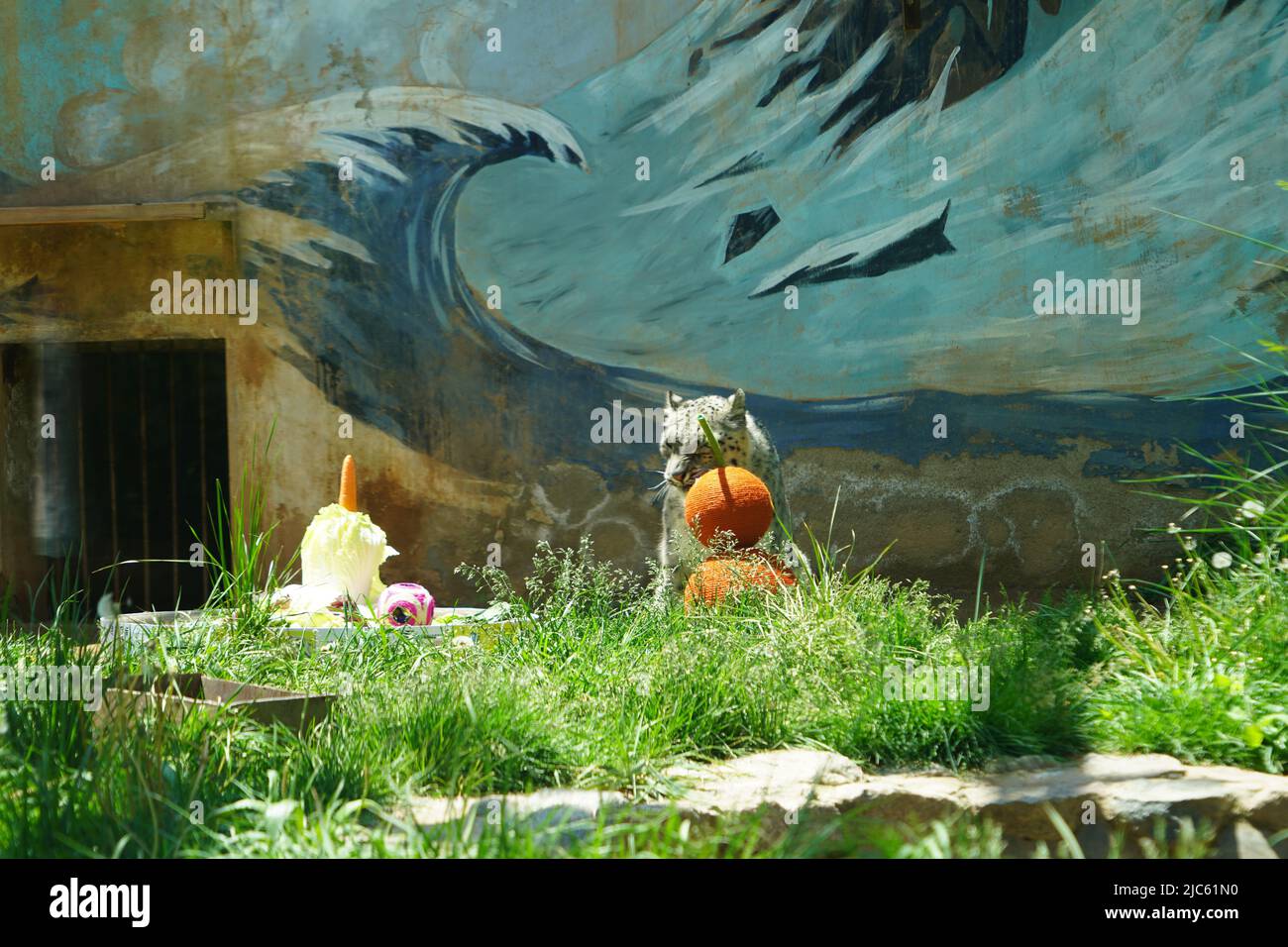 Xining. 10th June, 2022. China's oldest existing artificially-bred snow ...