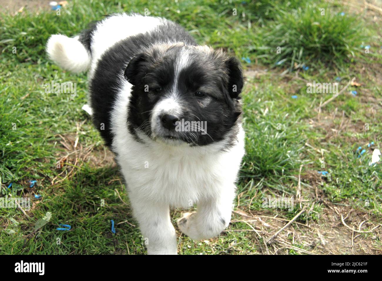 Puppy of an European shepherd dog of mixed breeds Stock Photo - Alamy
