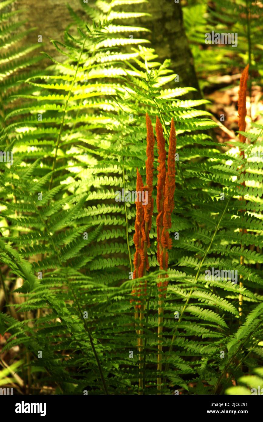Close-up of Osmundastrum cinnamomeum fern, with fertile spore-bearing ...