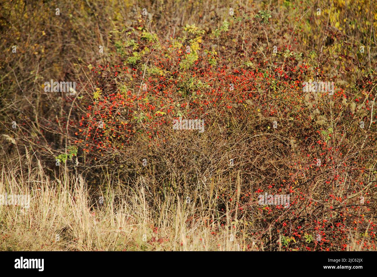 Rosehip thorns hi-res stock photography and images - Alamy