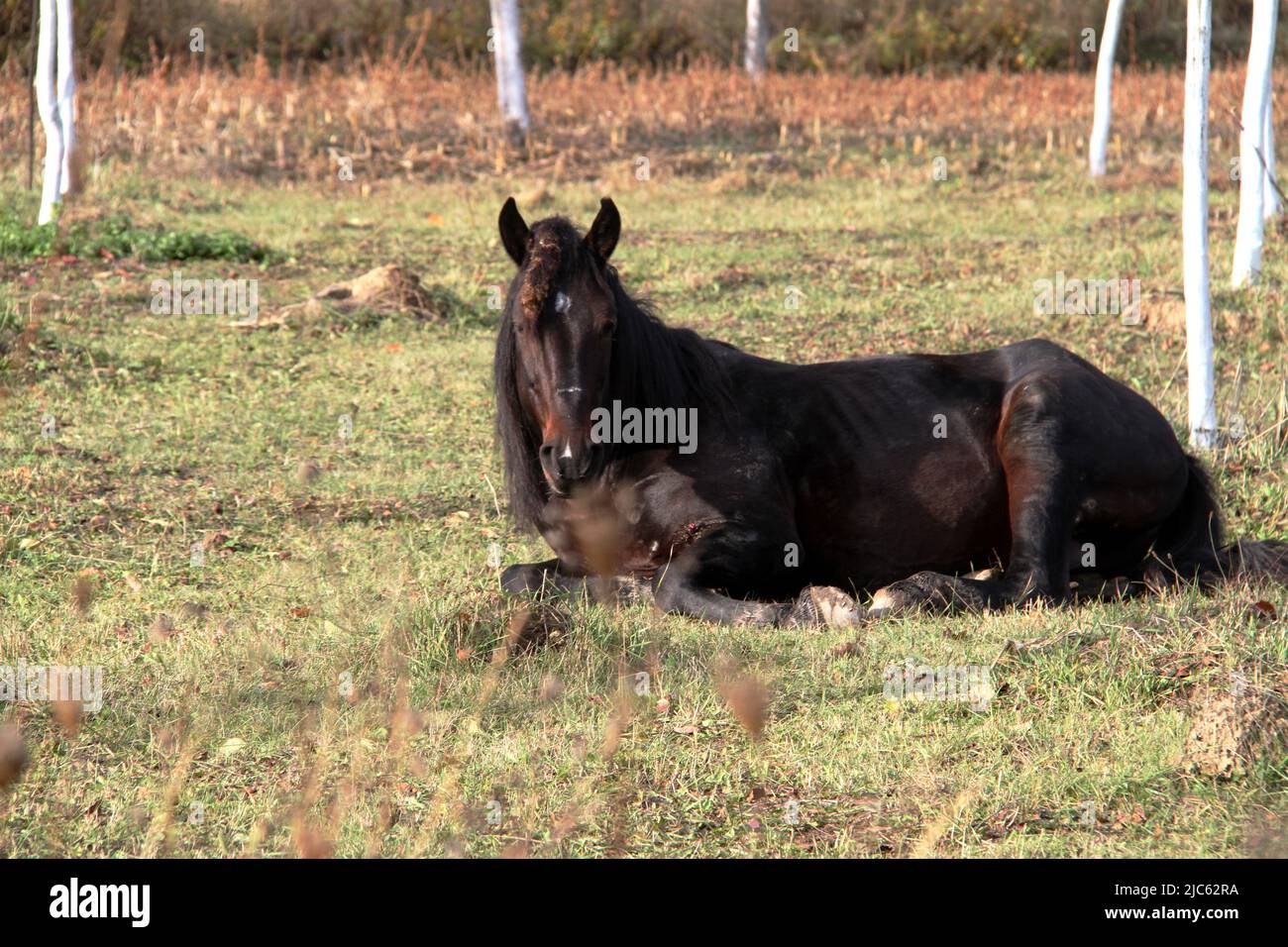 Horse sitting down at a farm Stock Photo - Alamy