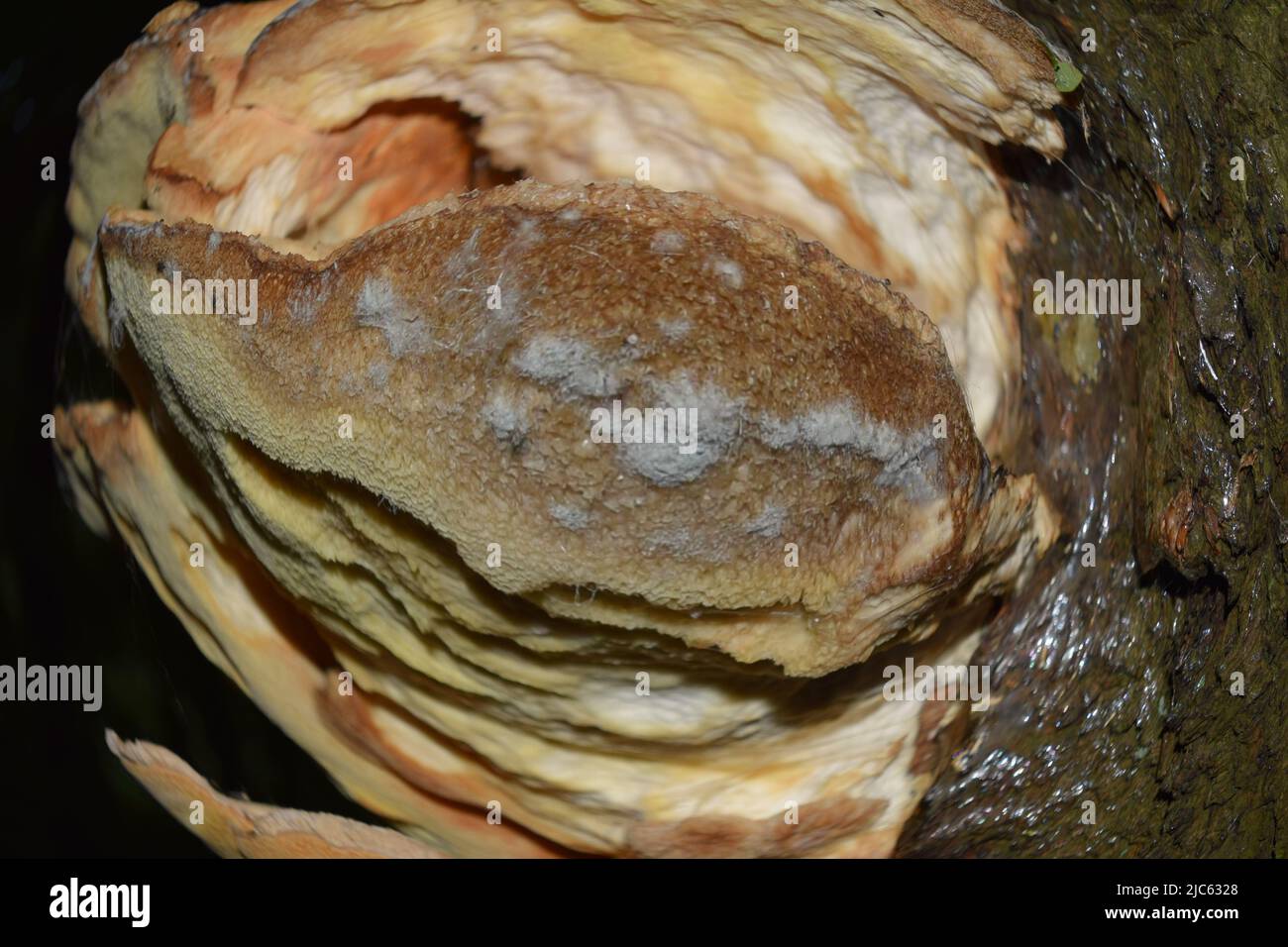 Fungal growth on oak tree hi-res stock photography and images - Alamy