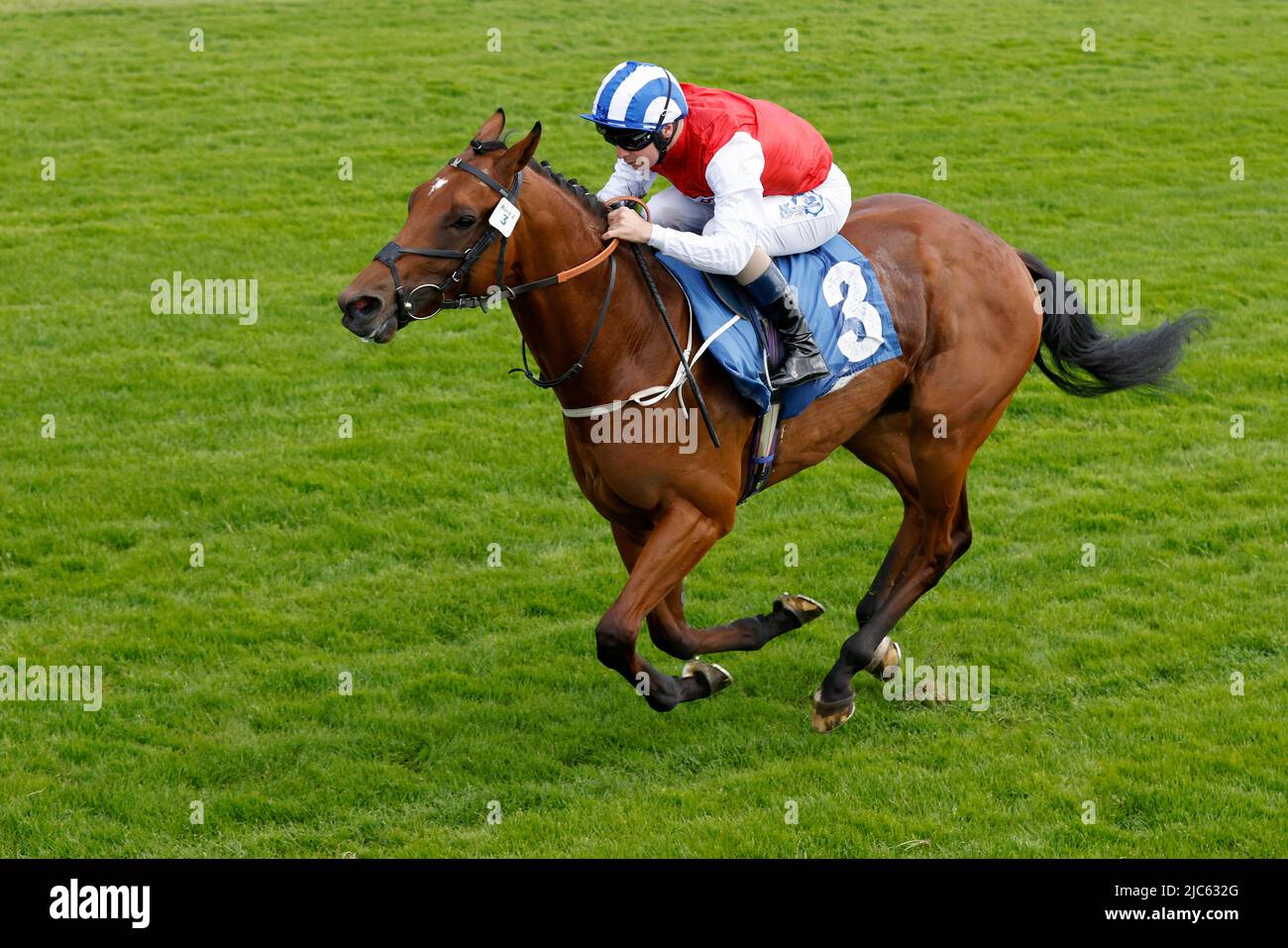 Explicit horse hi-res stock photography and images - Alamy