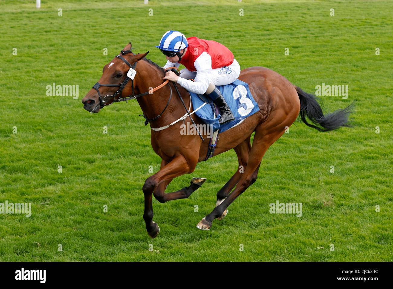 Explicit horse hi-res stock photography and images - Alamy