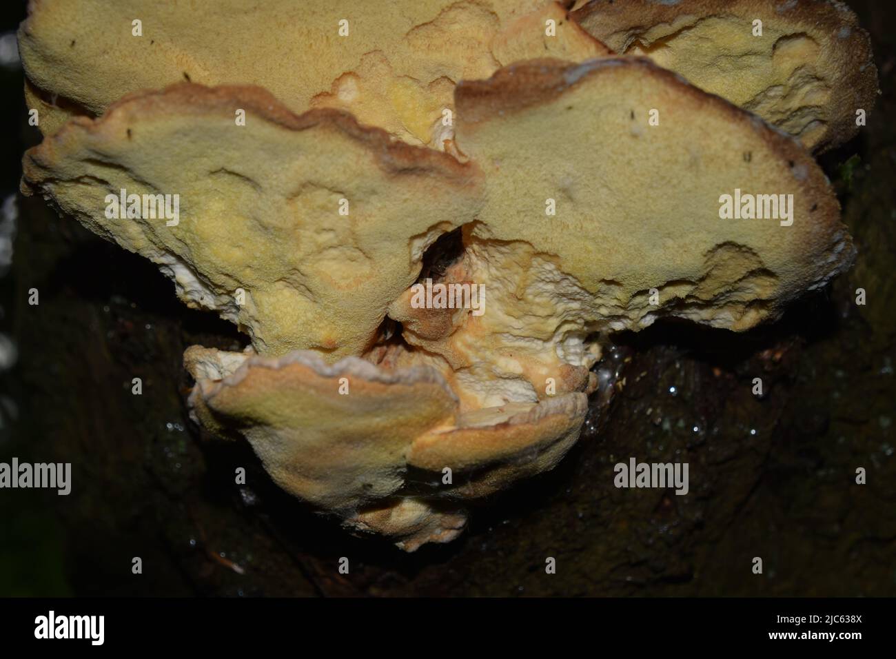 Large fungi erupting from an Oak tree take on strange alien shapes ...
