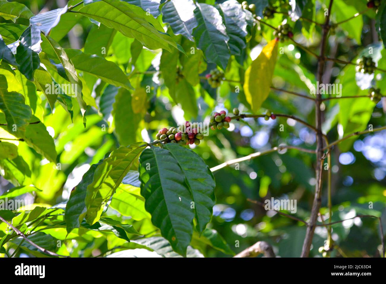 (220610) -- DILI, June 10, 2022 (Xinhua) -- Photo taken on June 6, 2022 ...