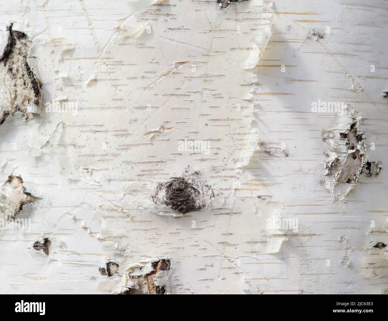 close up of birch tree bark details - nature background or texture ...