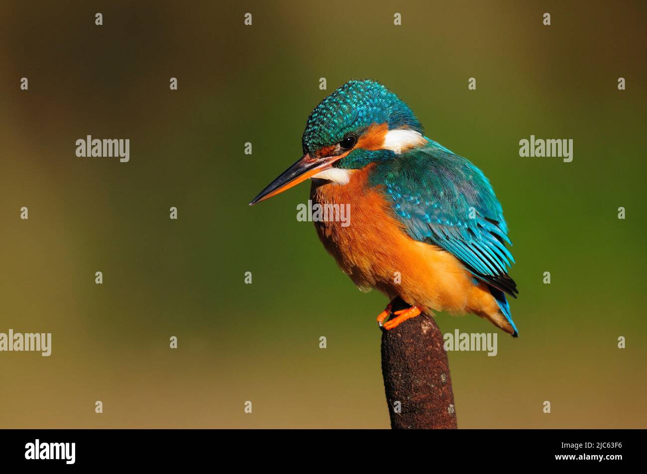 Deep blue kingfisher hi-res stock photography and images - Alamy