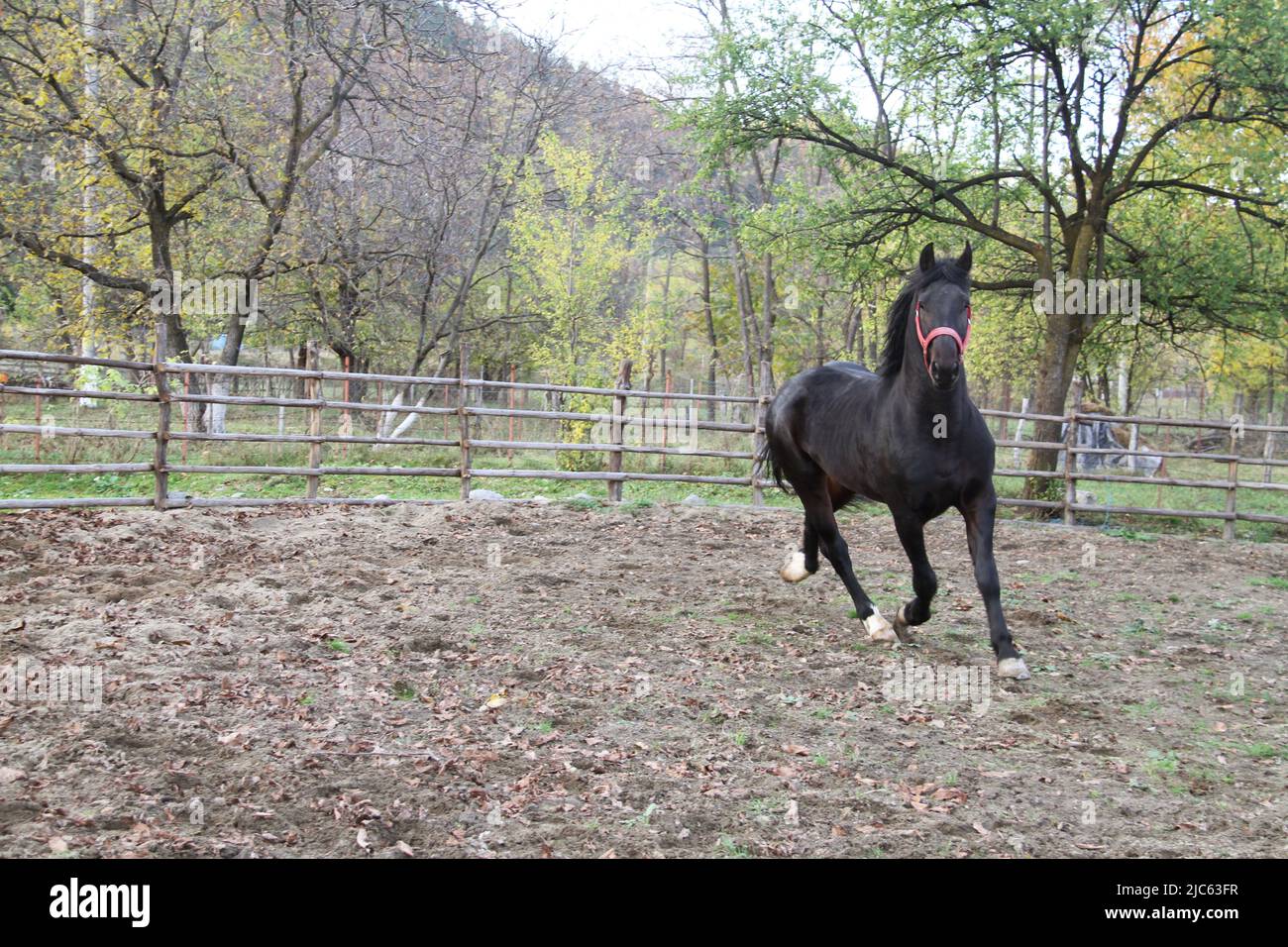 Beautiful black horse at a farm Stock Photo - Alamy
