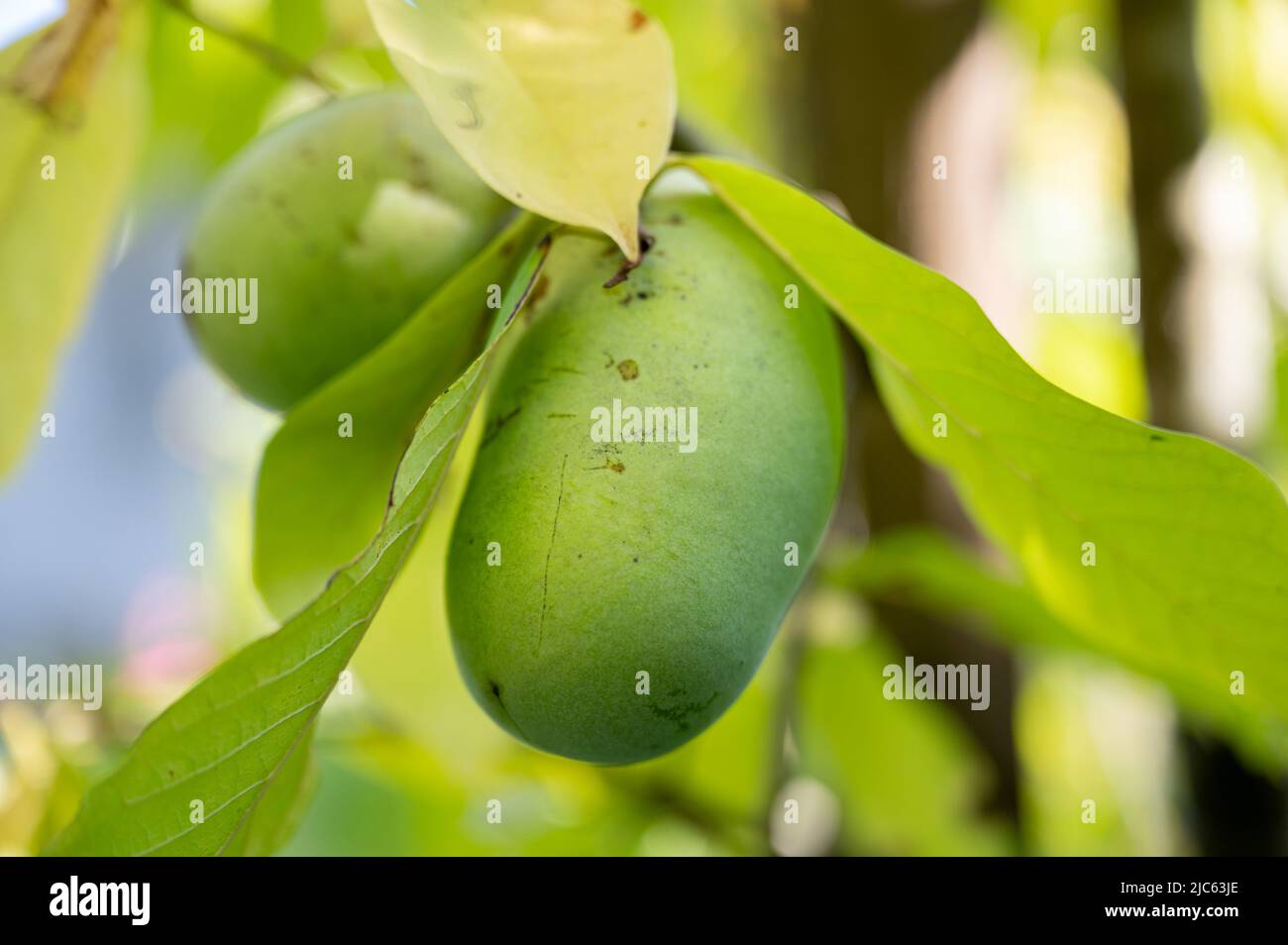 Beautiful juicy ripe asimina fruit growing on a pawpaw tree Stock Photo ...