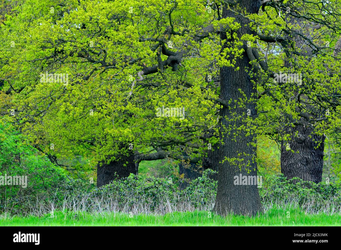 Mature pedunculate oak trees in Windsor Great Park, UK Stock Photo - Alamy