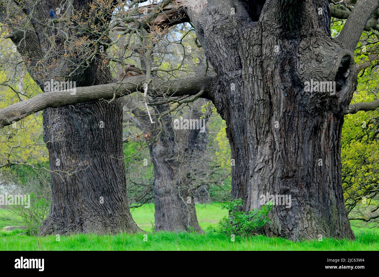 Mature pedunculate oak trees in Windsor Great Park, UK. April 2016 ...