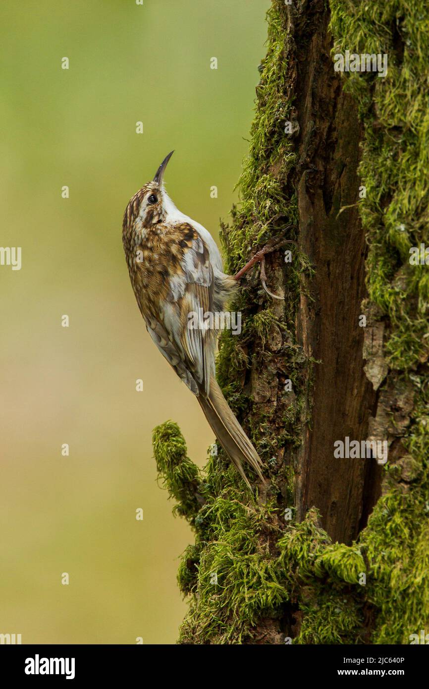 Treecreeper in Pigeon House Wood at Aberglasney Gardens Stock Photo - Alamy
