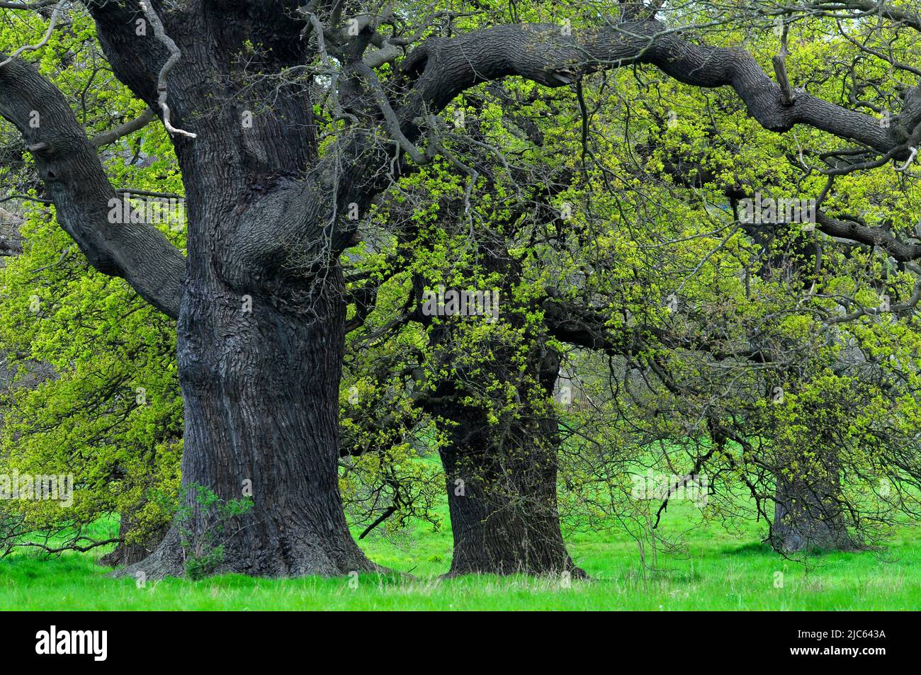 Mature pedunculate oak trees in Windsor Great Park, UK. April 2016 ...