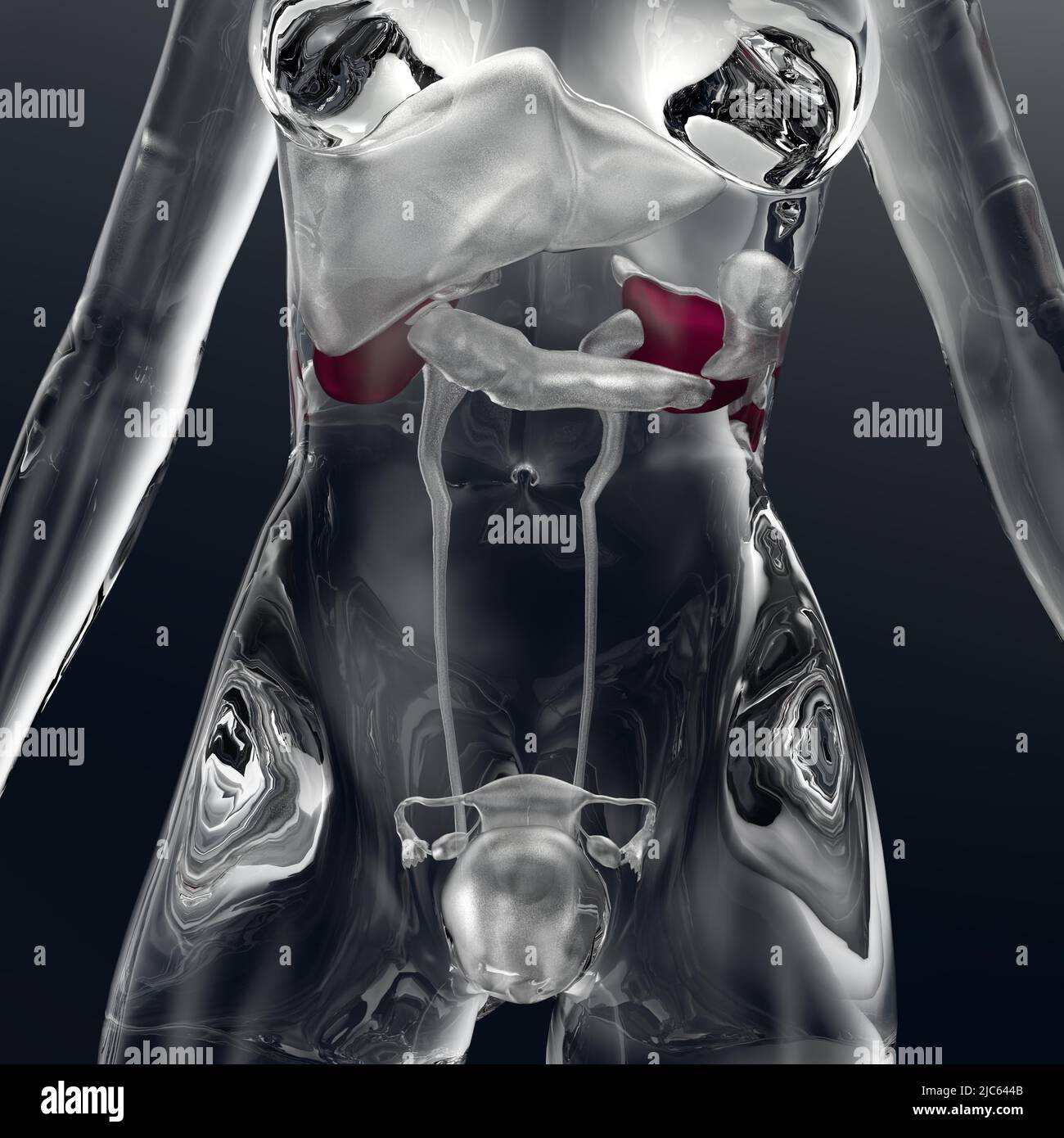 3D-illustration of a femal glass body with visible organs, highlighted ...