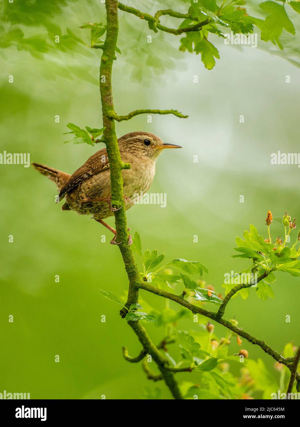 Wren in Pigeon House Wood at Aberglasney Gardens Stock Photo - Alamy