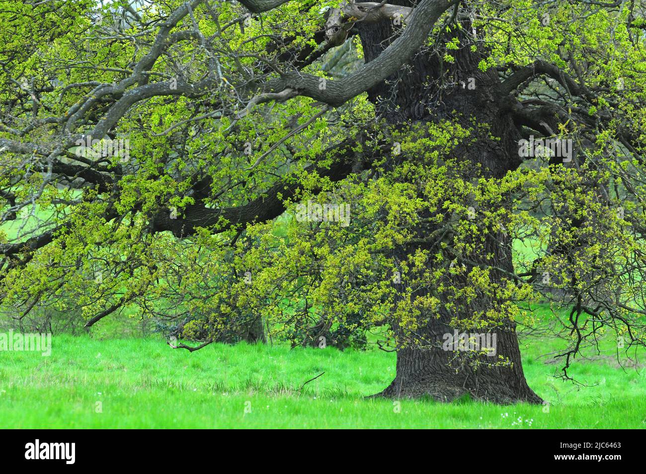 Mature pedunculate oak tree in Windsor Great Park, UK Stock Photo - Alamy