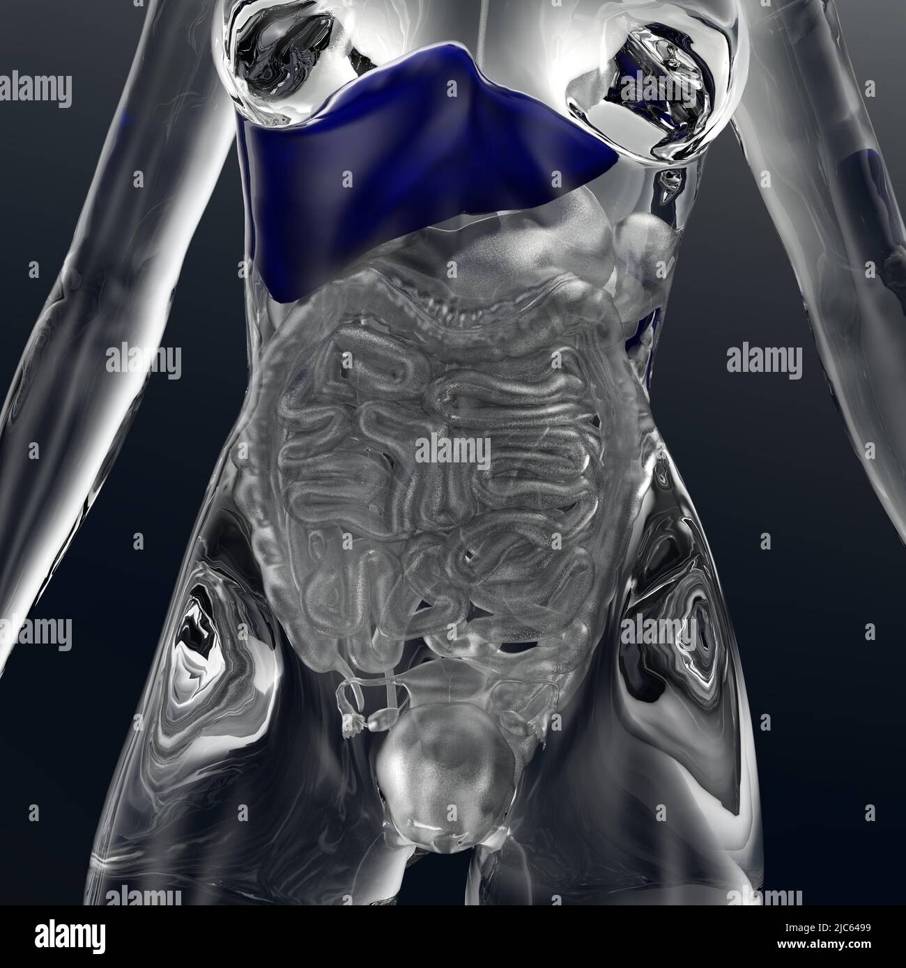 3D-illustration of a femal glass body with visible organs, highlighted ...