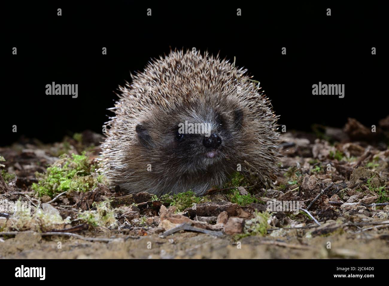 Addult hedgehog foraging in leaf litter at night Stock Photo - Alamy