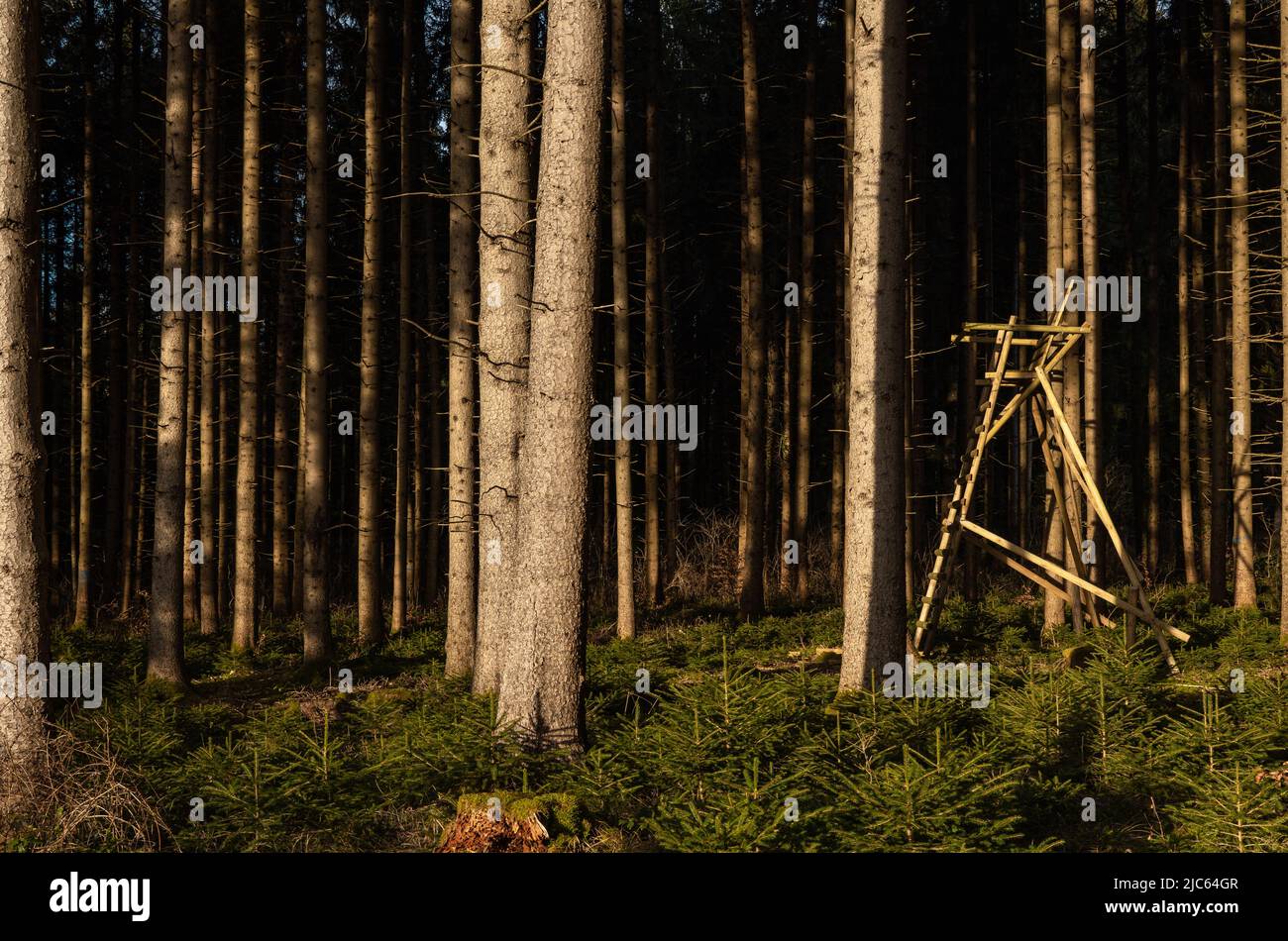 Raised tree stump hi-res stock photography and images - Alamy