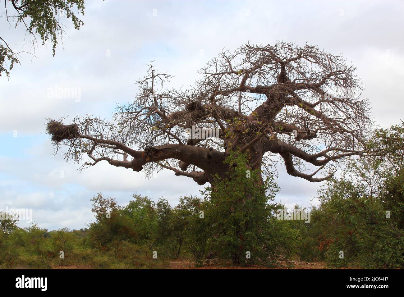 Affenbrotbaum / Baobab / Adansonia digitata Stock Photo - Alamy