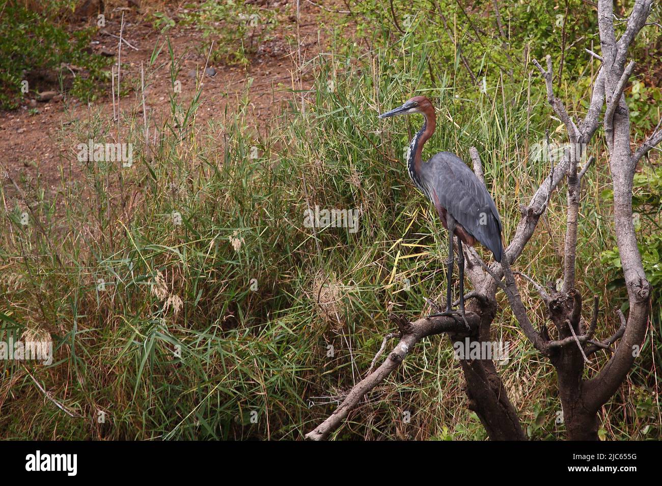 Goliathreiher / Goliath heron / Ardea goliath Stock Photo - Alamy