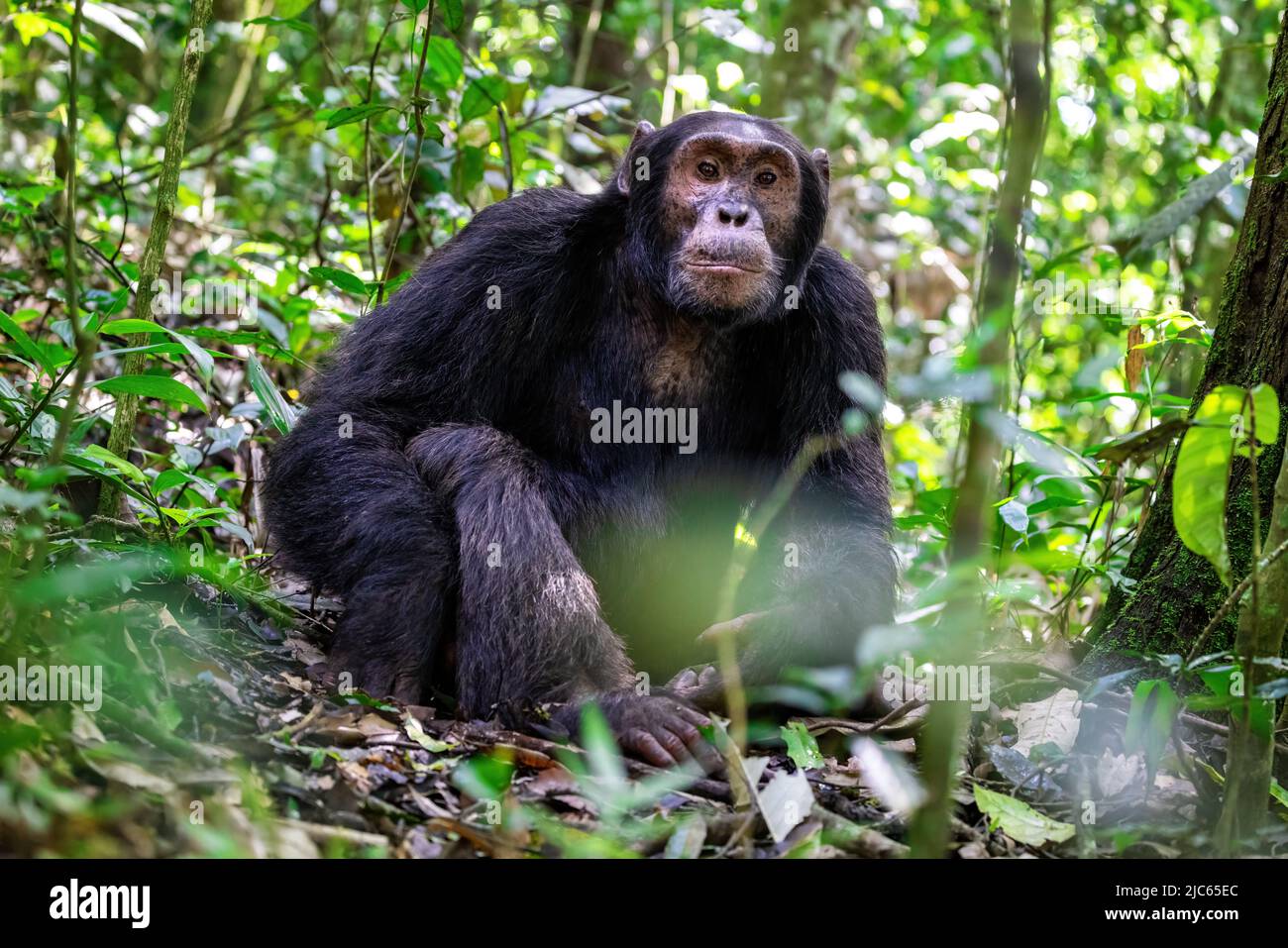 Uganda chimp portrait jungle rainforest animal animals mammal mammals ...
