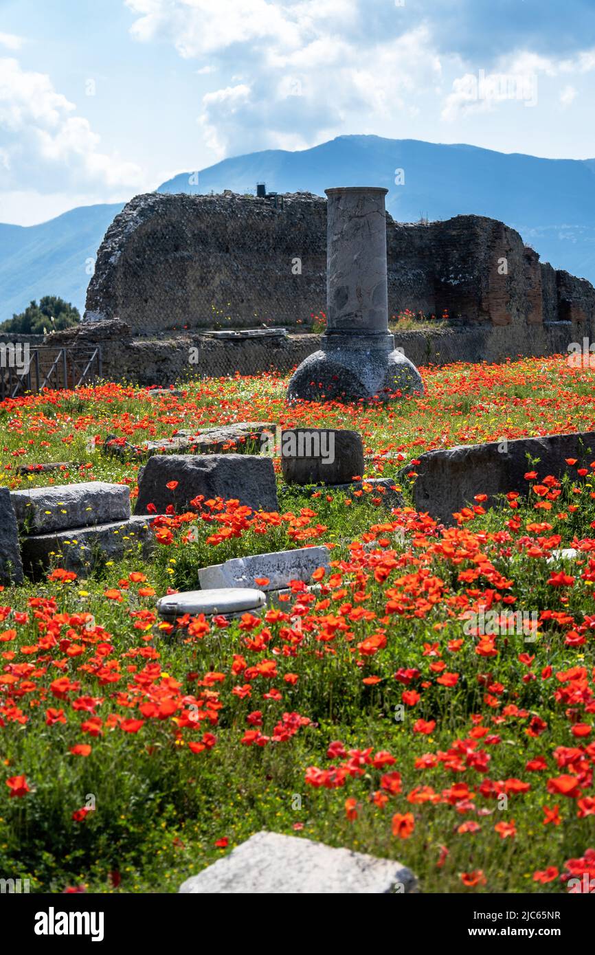 Pompeii flowers hi-res stock photography and images - Alamy
