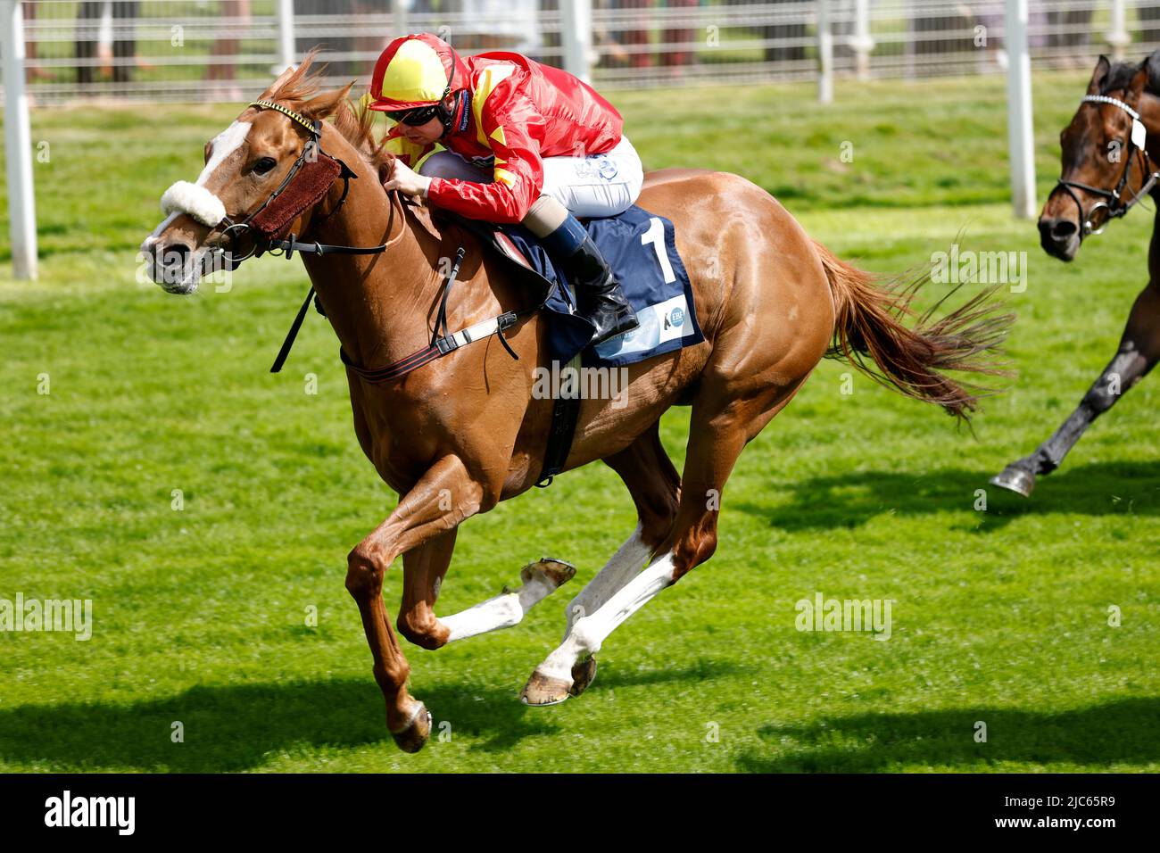 Gale force maya horse hi-res stock photography and images - Alamy