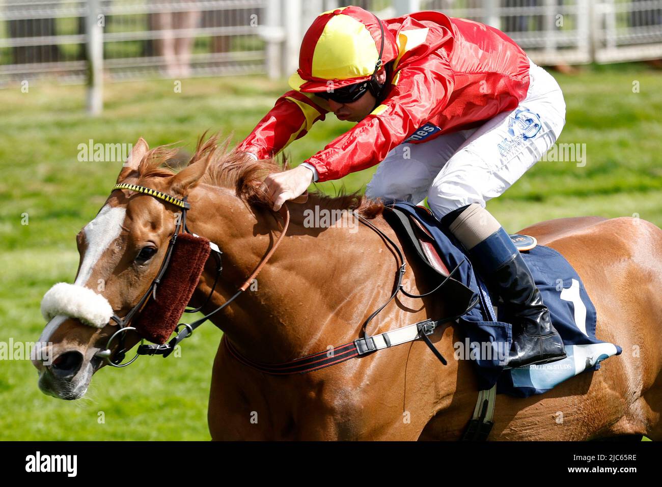 Gale force maya horse hi-res stock photography and images - Alamy