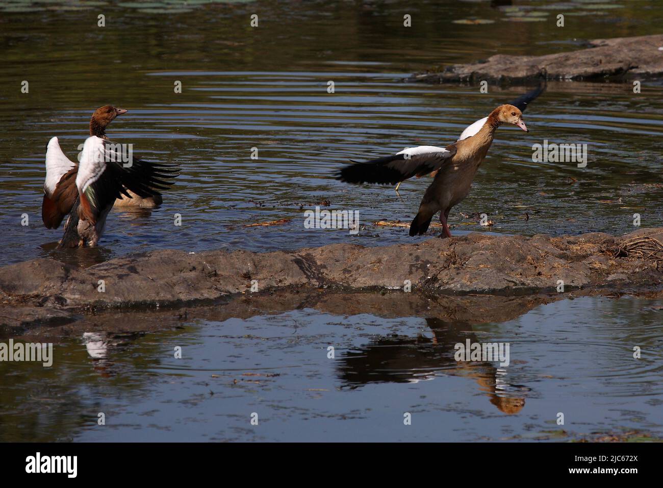 Nilgans / Egyptian goose / Alopochen aegyptiacus Stock Photo - Alamy