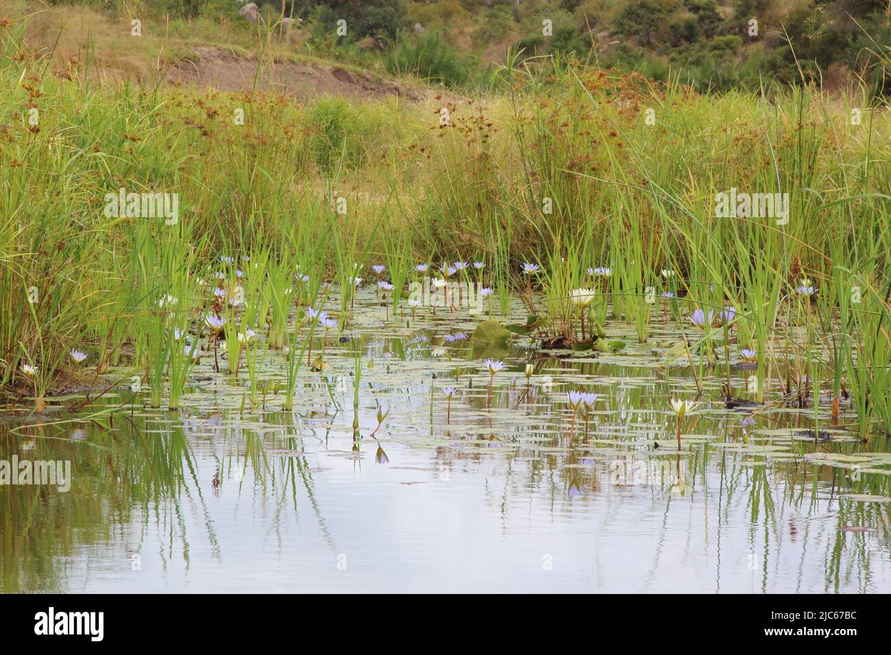 Biyamiti river hi-res stock photography and images - Alamy